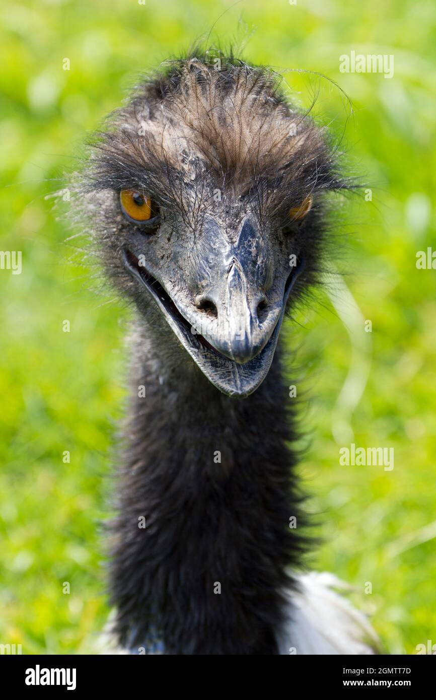 Second largest bird bird hi-res stock photography and images - Alamy