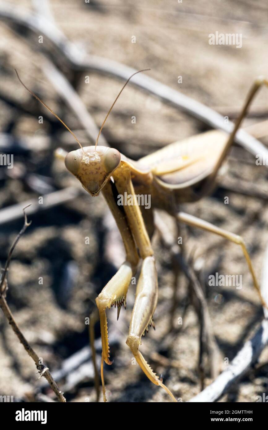 Golden pray mantis hi-res stock photography and images - Alamy