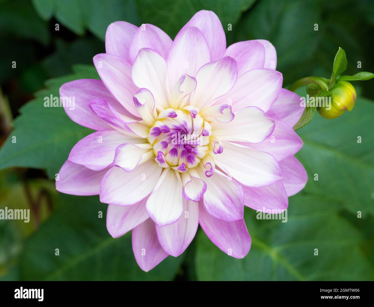 Radley, Oxfordshire, England - 7July 2019 Dahlias put on a fine show in ...