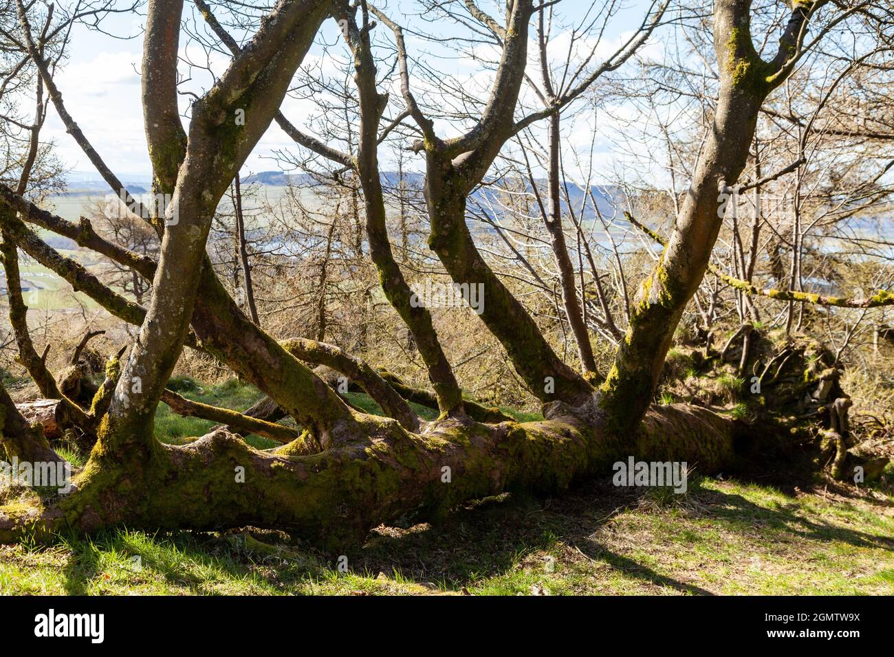 A fallen tree with branches growing upwards, gravitropism Stock Photo ...