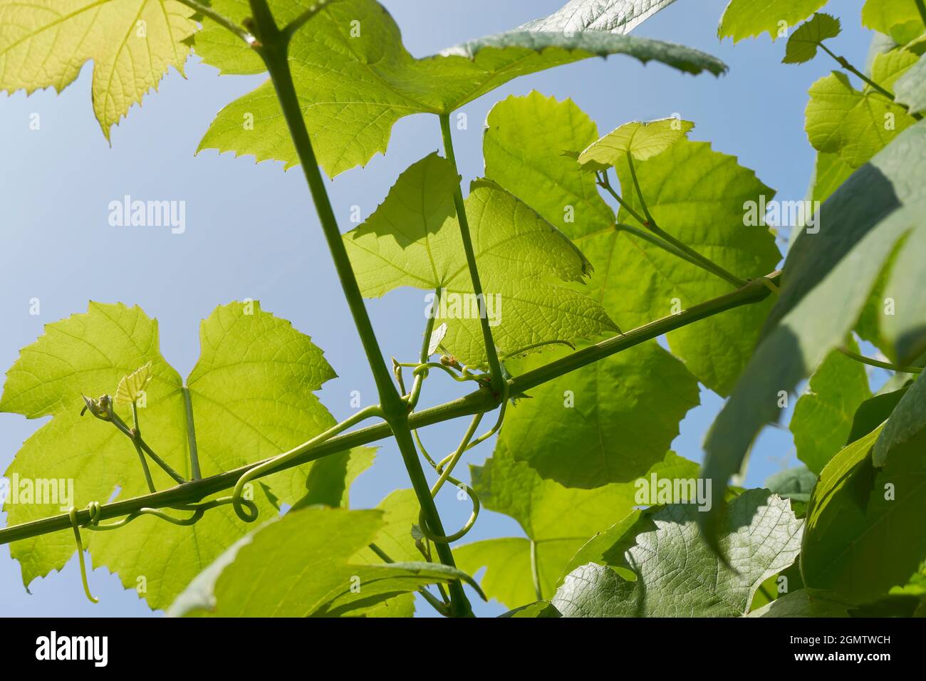 Sky veins hi-res stock photography and images - Alamy