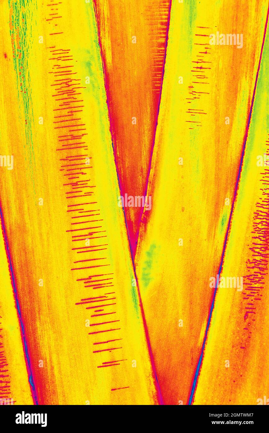 Rave tree hi-res stock photography and images - Alamy