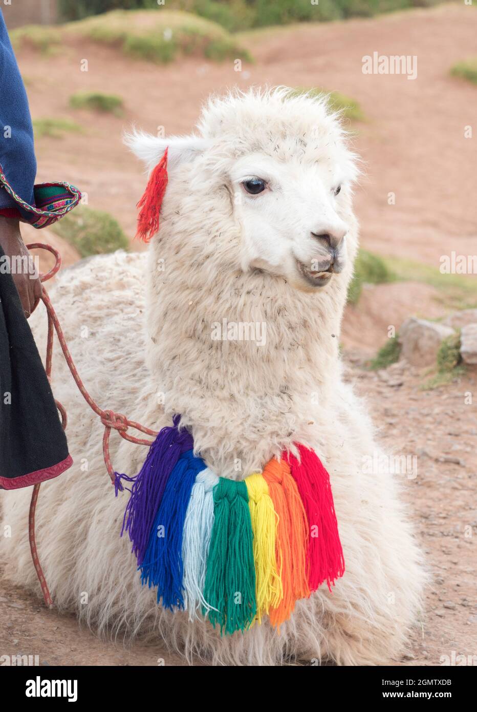 Cuzco, Peru - 11 May 2018 South America is home to several types of ...