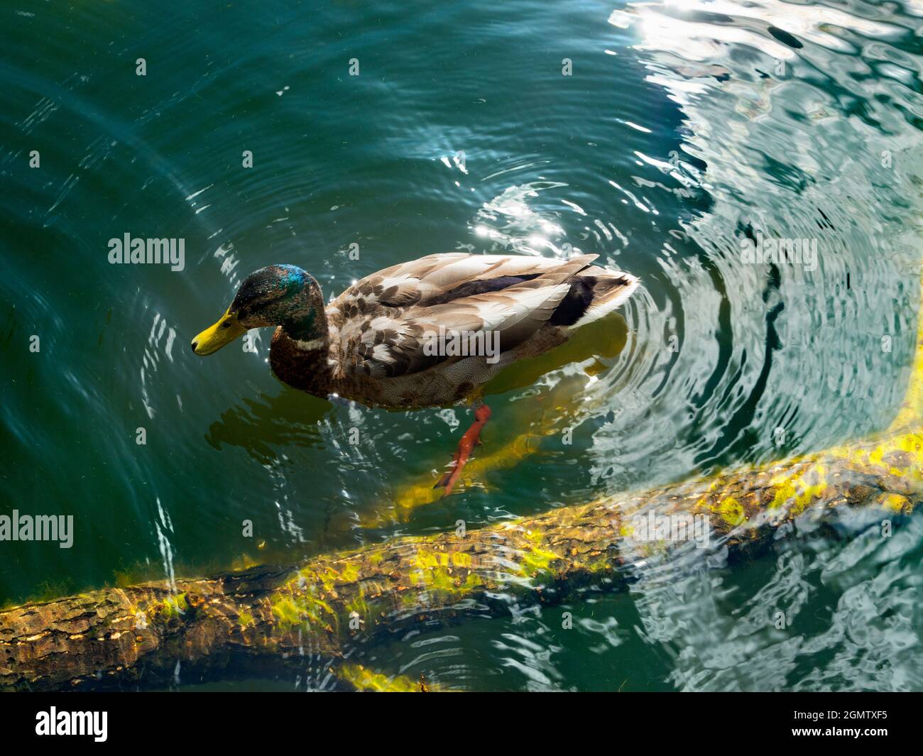 Duck swimming underwater view hi-res stock photography and images - Alamy