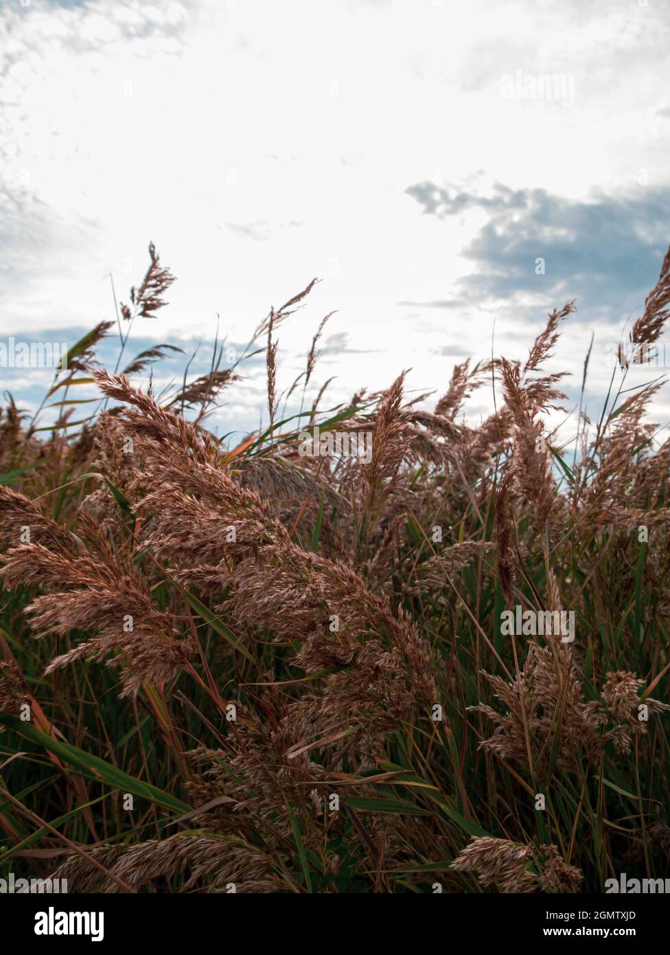 Fluffy golden reeds on a blue sky background against sunlight. Trendy ...