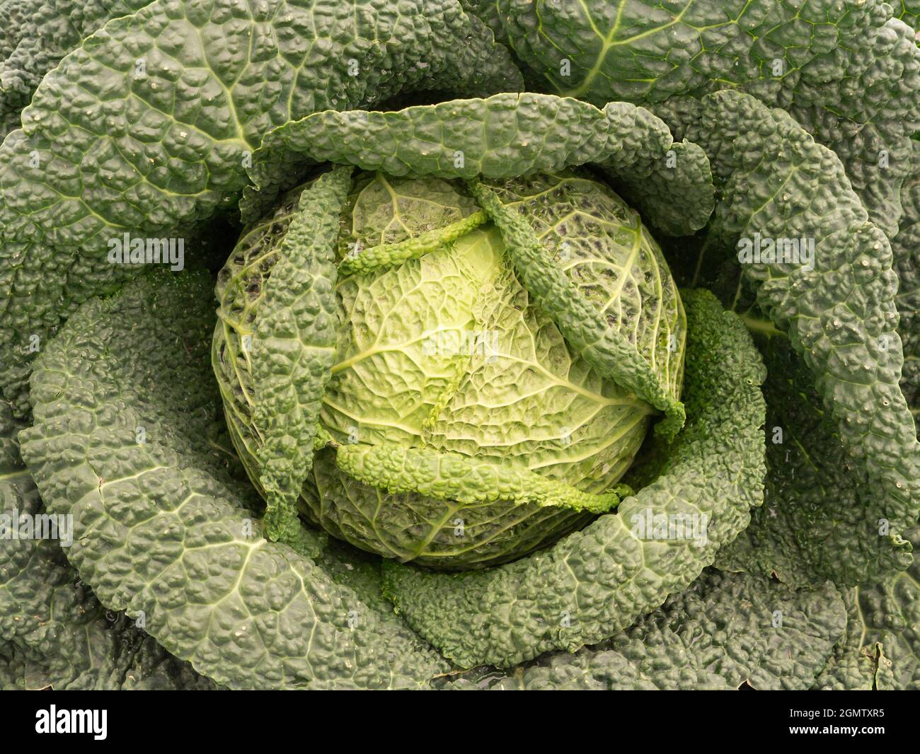Can a cabbage ever be pretty? This one is trying hard. All in all, it's ...