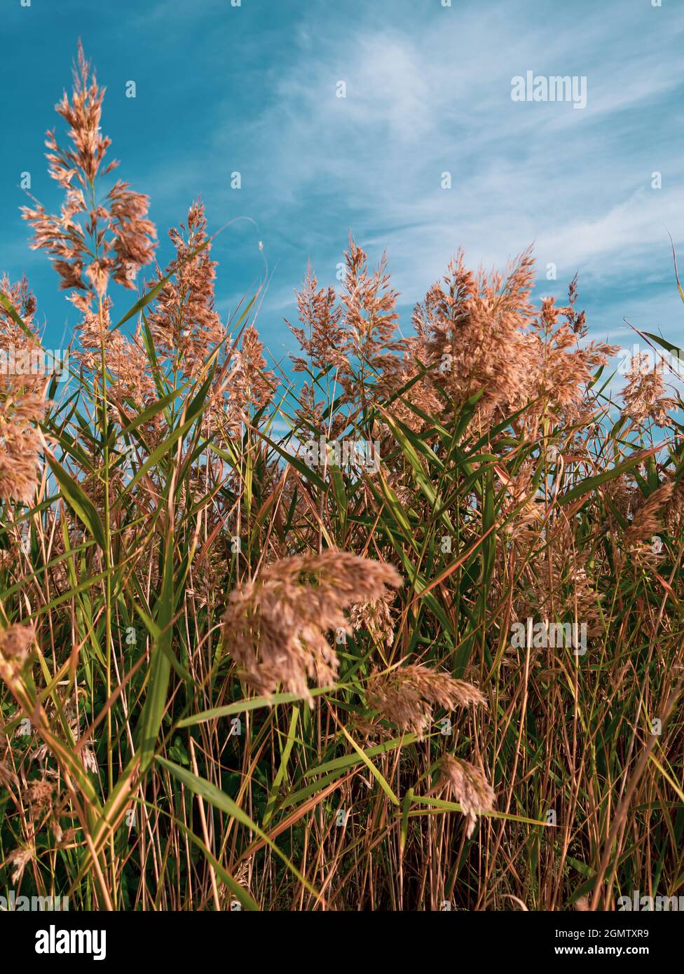 Fluffy golden reeds on turquoise blue sky background. Trendy natural ...
