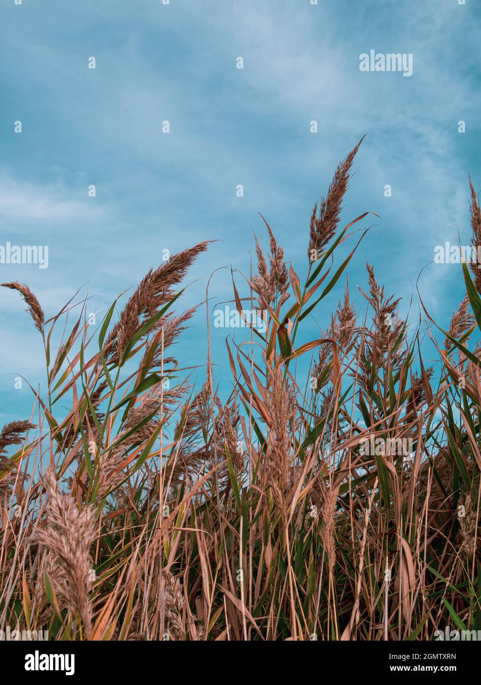 Fluffy golden reeds on turquoise blue sky background. Trendy natural ...