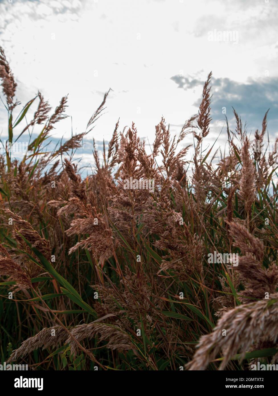 Fluffy golden reeds on a blue sky background against sunlight. Trendy ...