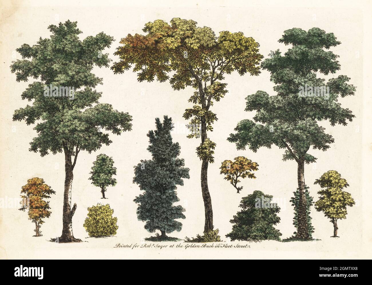 Figures of trees, bushes, foliage and shrubbery from an art tutorial ...