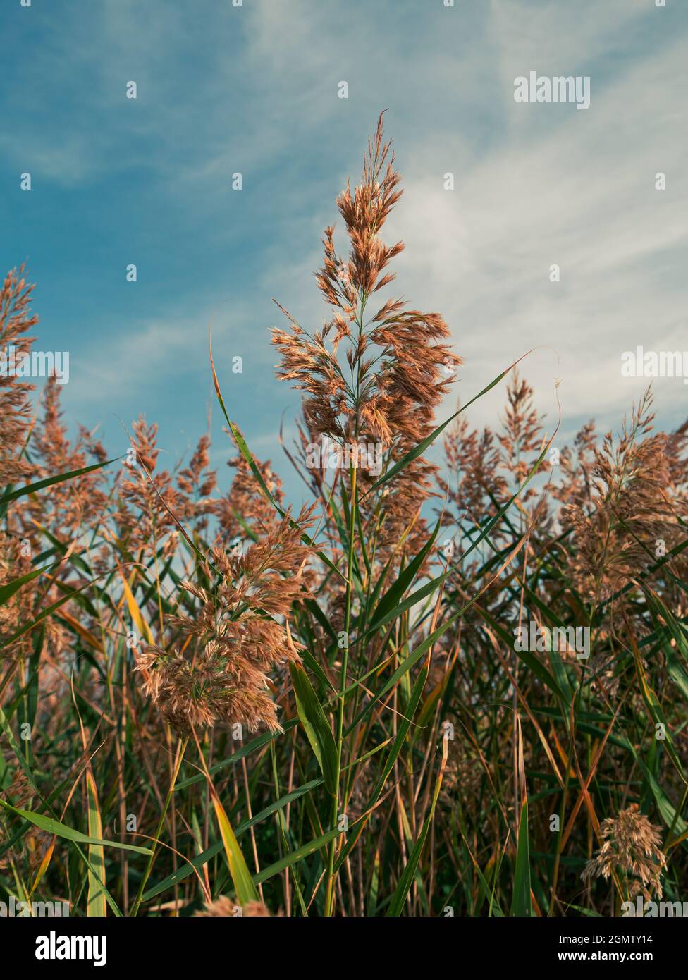 Fluffy golden reeds on turquoise blue sky background. Trendy natural ...