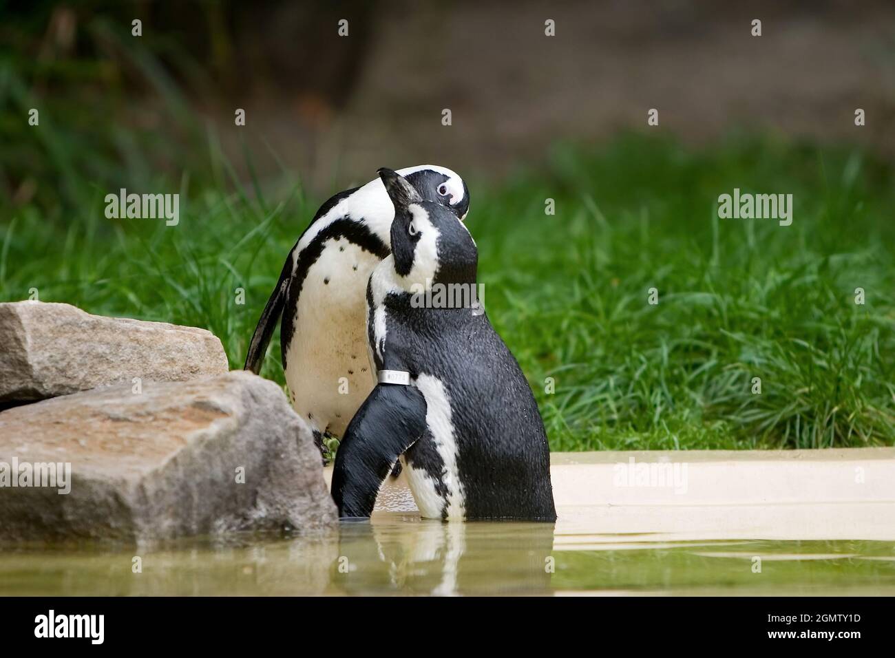 Penguin kissing hi-res stock photography and images - Alamy