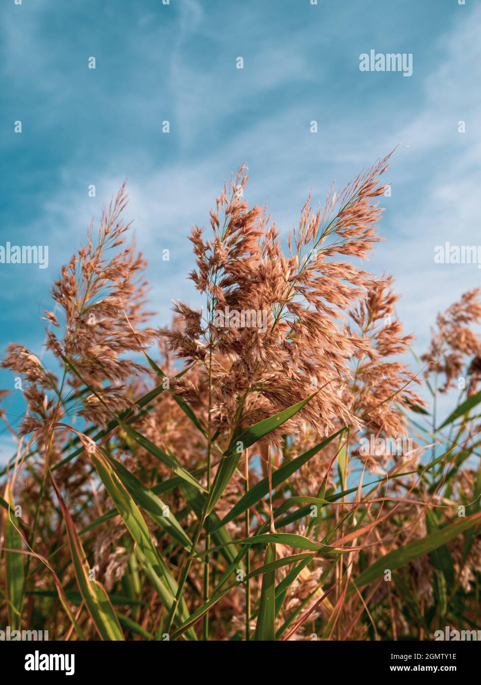Fluffy golden reeds on turquoise blue sky background. Trendy natural ...