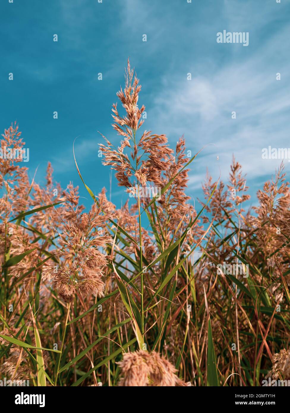 Fluffy golden reeds on turquoise blue sky background. Trendy natural ...