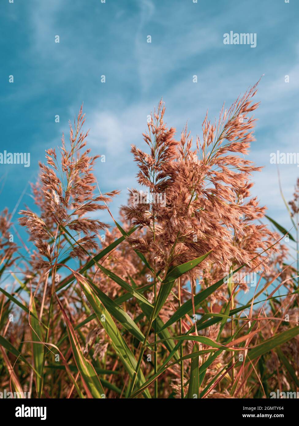Fluffy golden reeds on turquoise blue sky background. Trendy natural ...
