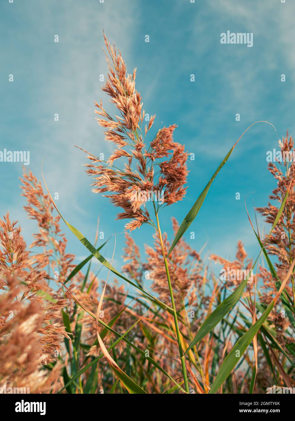 Fluffy golden reeds on turquoise blue sky background. Trendy natural ...