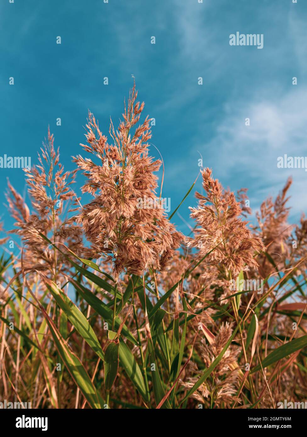 Fluffy golden reeds on turquoise blue sky background. Trendy natural ...
