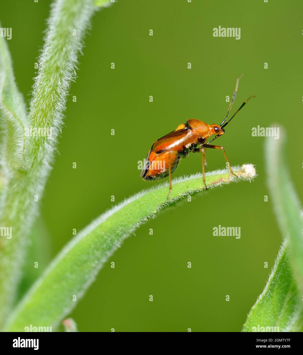 Spotted plant hi-res stock photography and images - Alamy