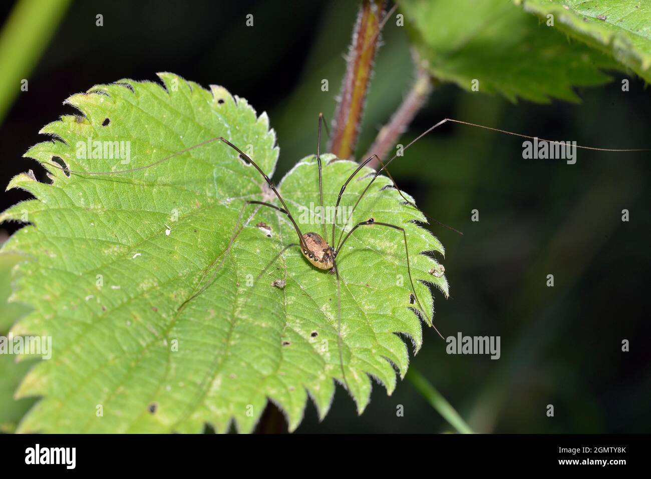 Harvestman - Leiobunum rotundum, female Stock Photo - Alamy