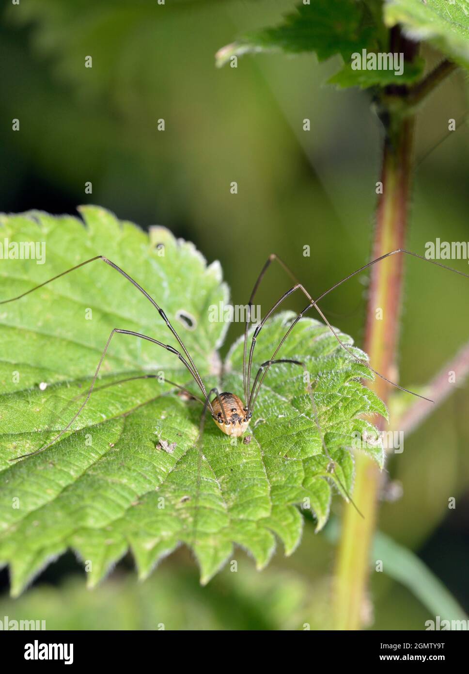 Harvestman - Leiobunum rotundum, female Stock Photo - Alamy