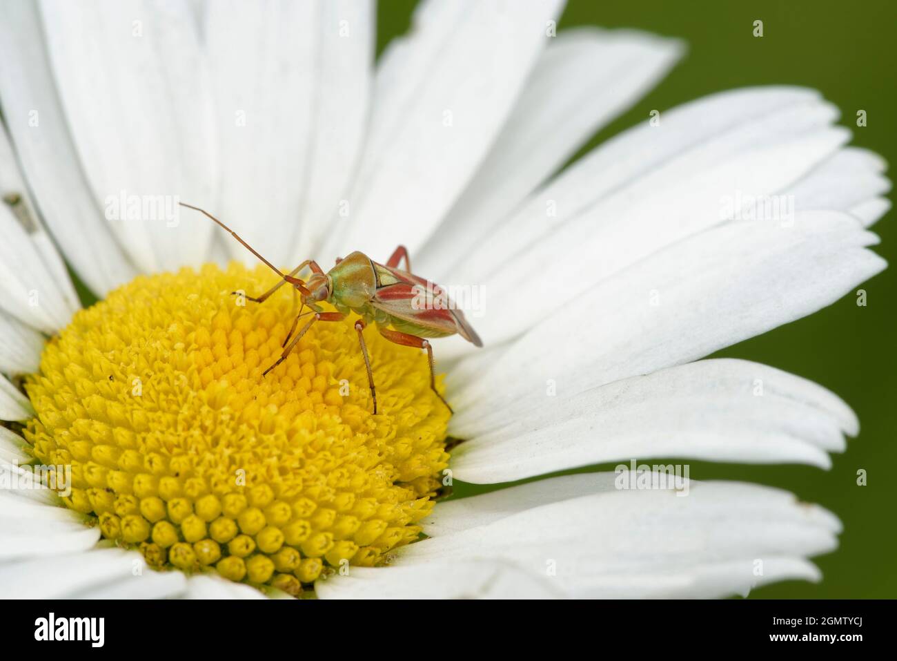 Rose-spotted Plant Bug - Calocoris roseomaculatus on Oxeye Daisy ...