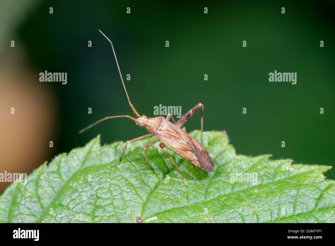 Long legged bug hi-res stock photography and images - Alamy