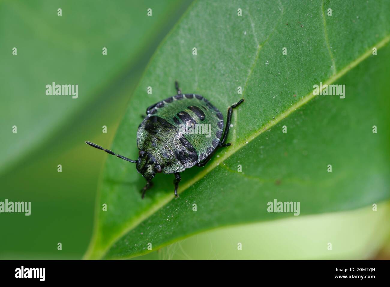 Common Green Shieldbug - Palomena prasina 4th instar nymph Stock Photo ...