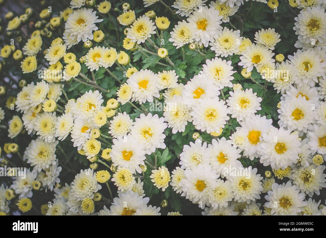 bright tiny chrysanthemum flowers on grave during All Saints Day in ...