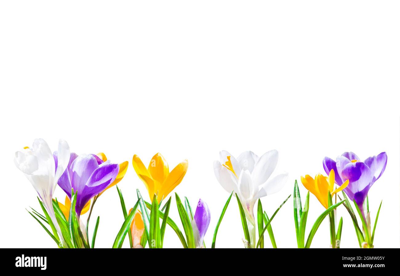 Row of colorful crocus flowers isolated on white background Stock Photo ...