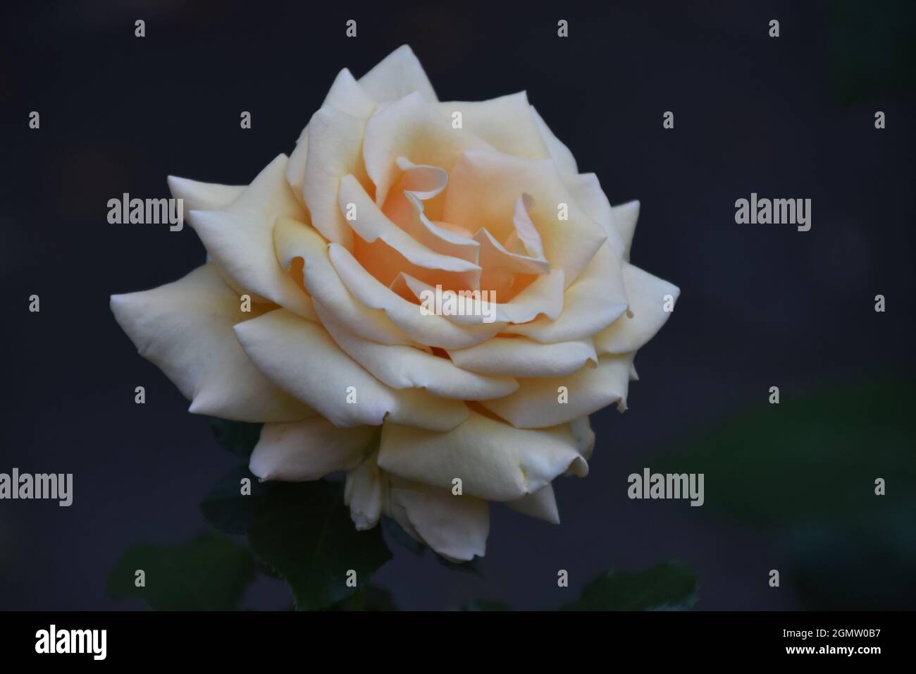 Horizontal way up rose hi-res stock photography and images - Alamy