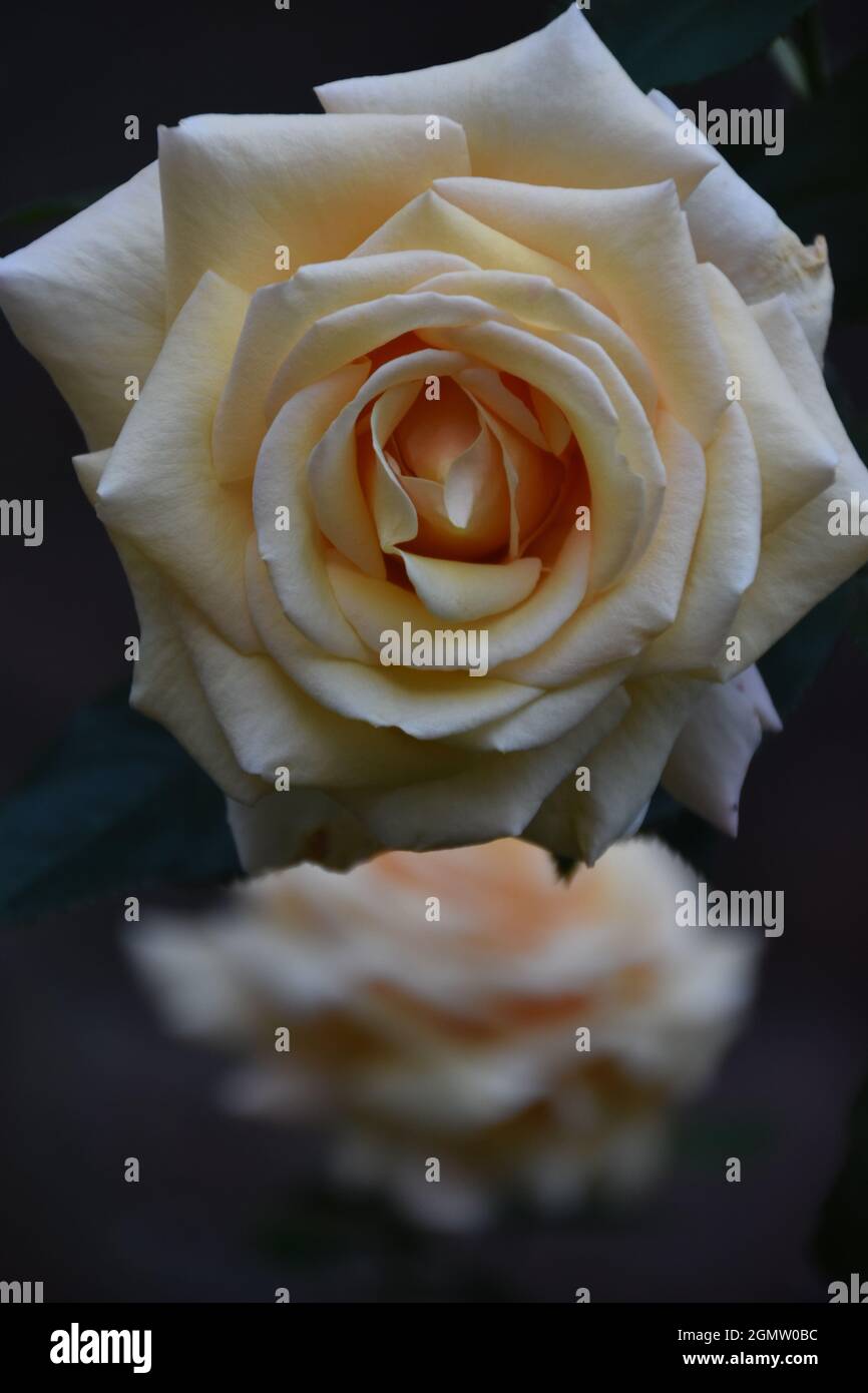 An elegant in focus garden rose with a blurred out rose to the front of ...