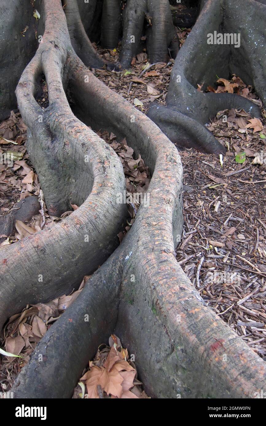 Fig tree roots long hi-res stock photography and images - Alamy