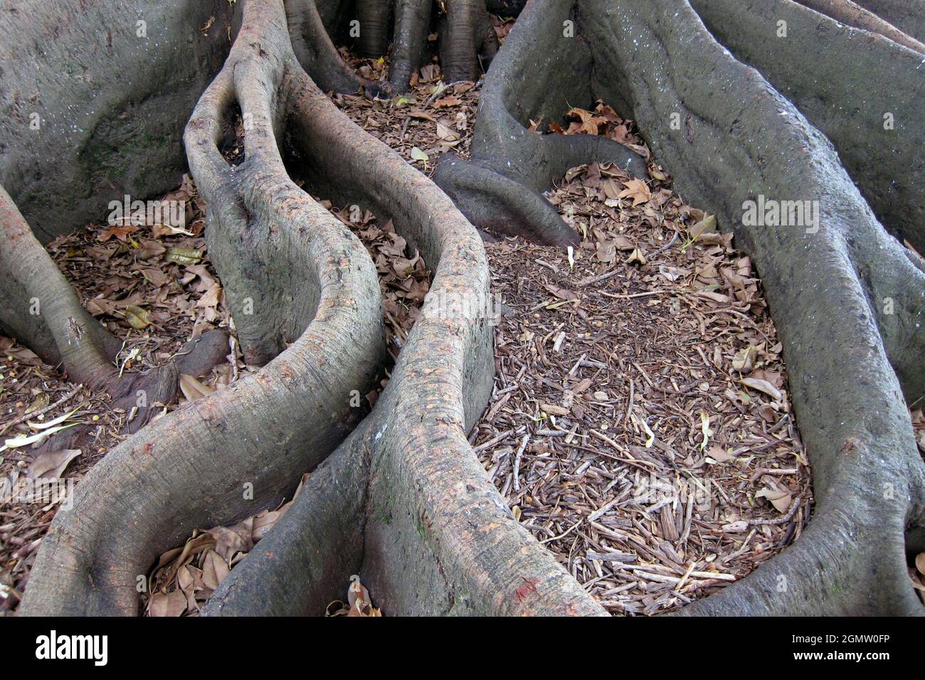 Fig tree roots long hi-res stock photography and images - Alamy