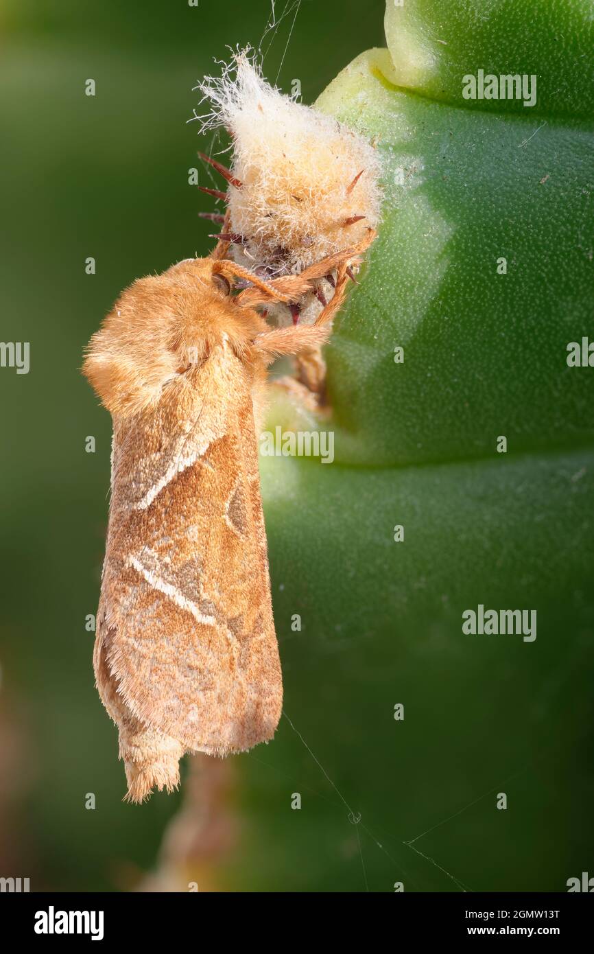 Orange Swift Moth - Hepialus sylvina roosting on cactus Stock Photo - Alamy