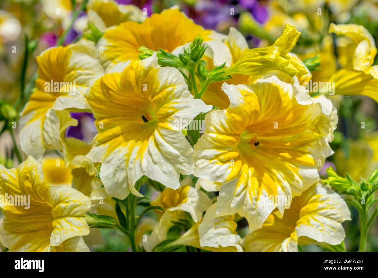 Painted Tongue flowers, USA Stock Photo - Alamy