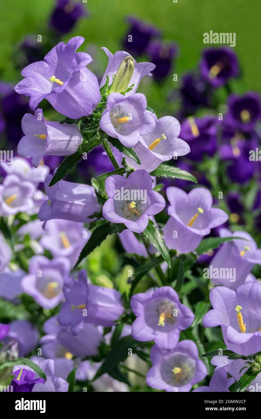 Campanula, Canterbury-Bells, USA Stock Photo - Alamy