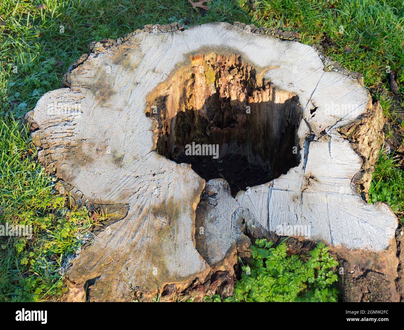 Sump tree hi-res stock photography and images - Alamy
