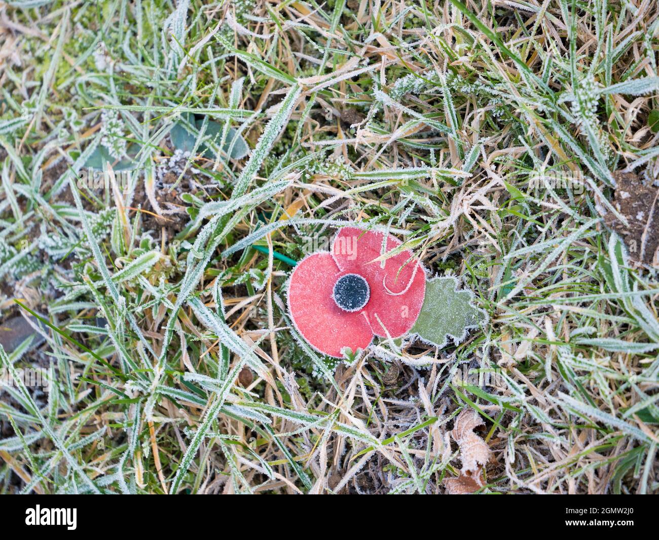 Abingdon, England - 14 December 2018 In the UK, the poppy is a powerful ...