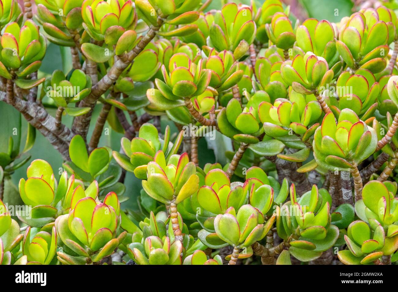 Tree stonecrop hi-res stock photography and images - Alamy