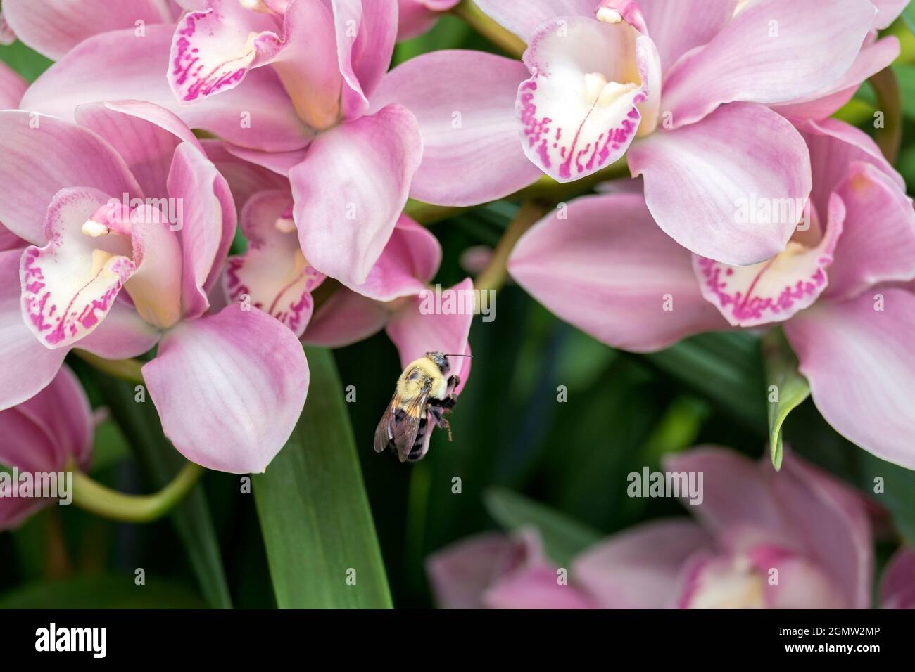 Bee pollinating orchid hi-res stock photography and images - Alamy