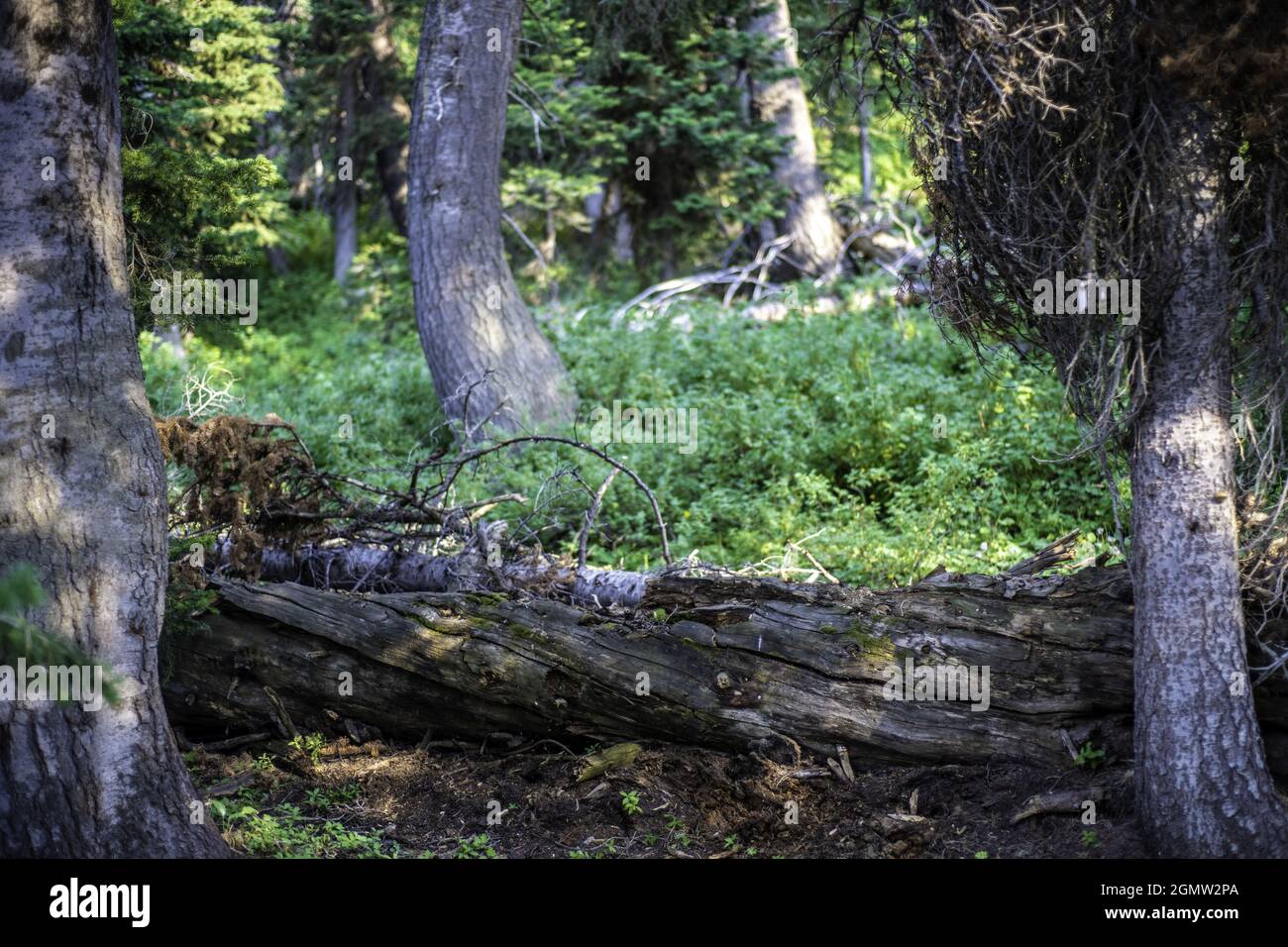 Natural landscape of tall growing trees in a forest Stock Photo - Alamy