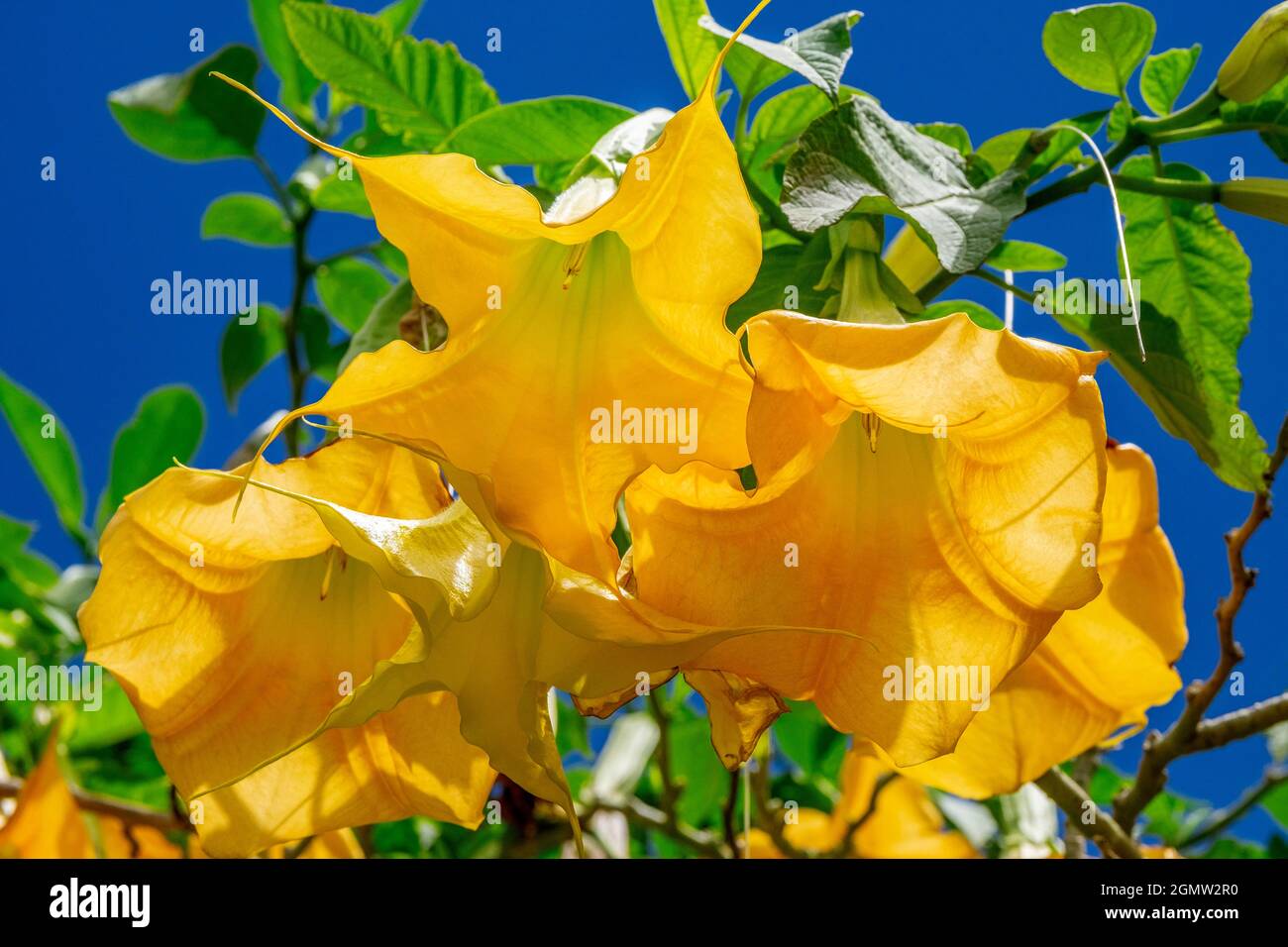 Yellow Angel's Trumpet Stock Photo - Alamy