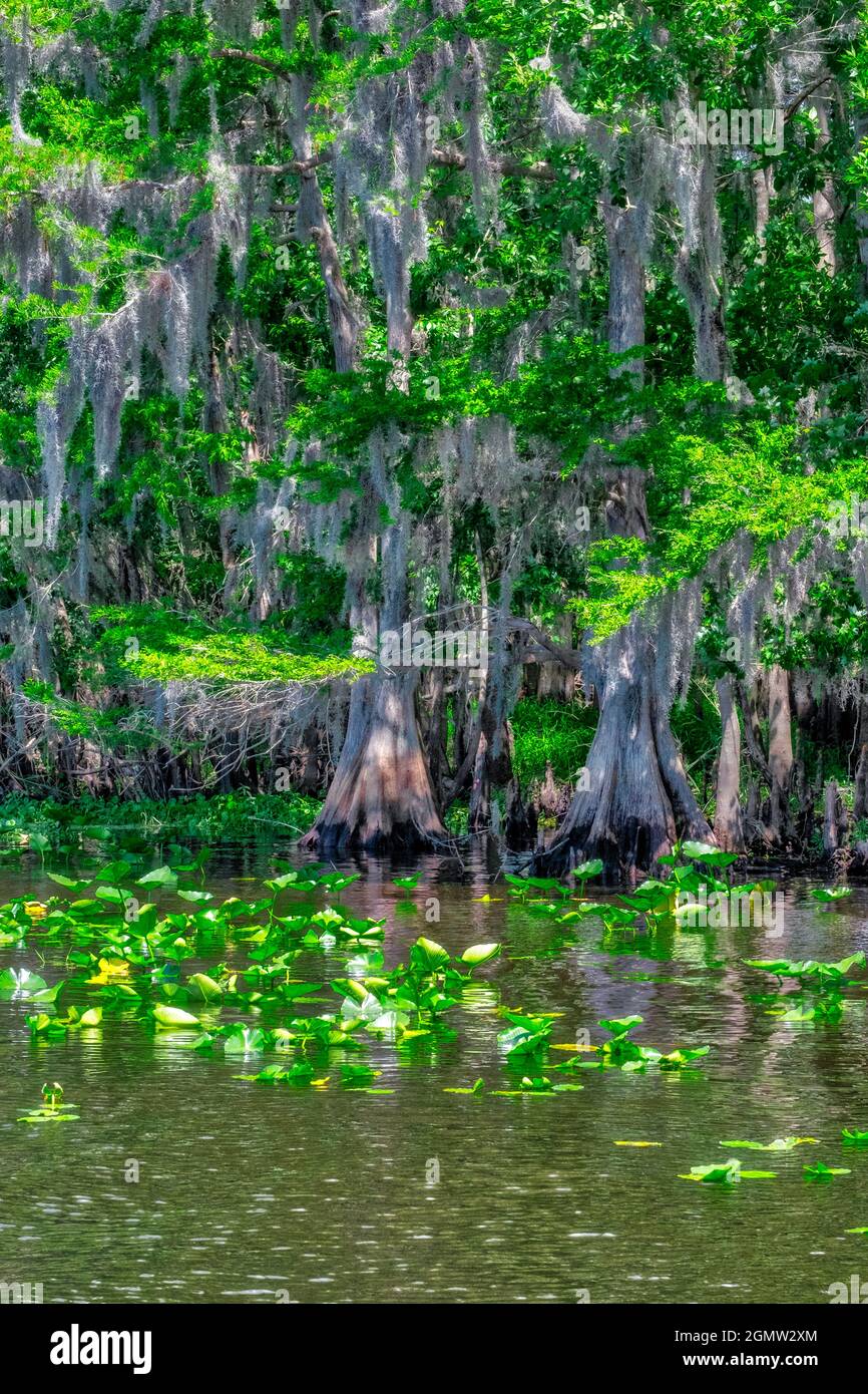 Cypress Trees along St. John's River, Florida Stock Photo - Alamy