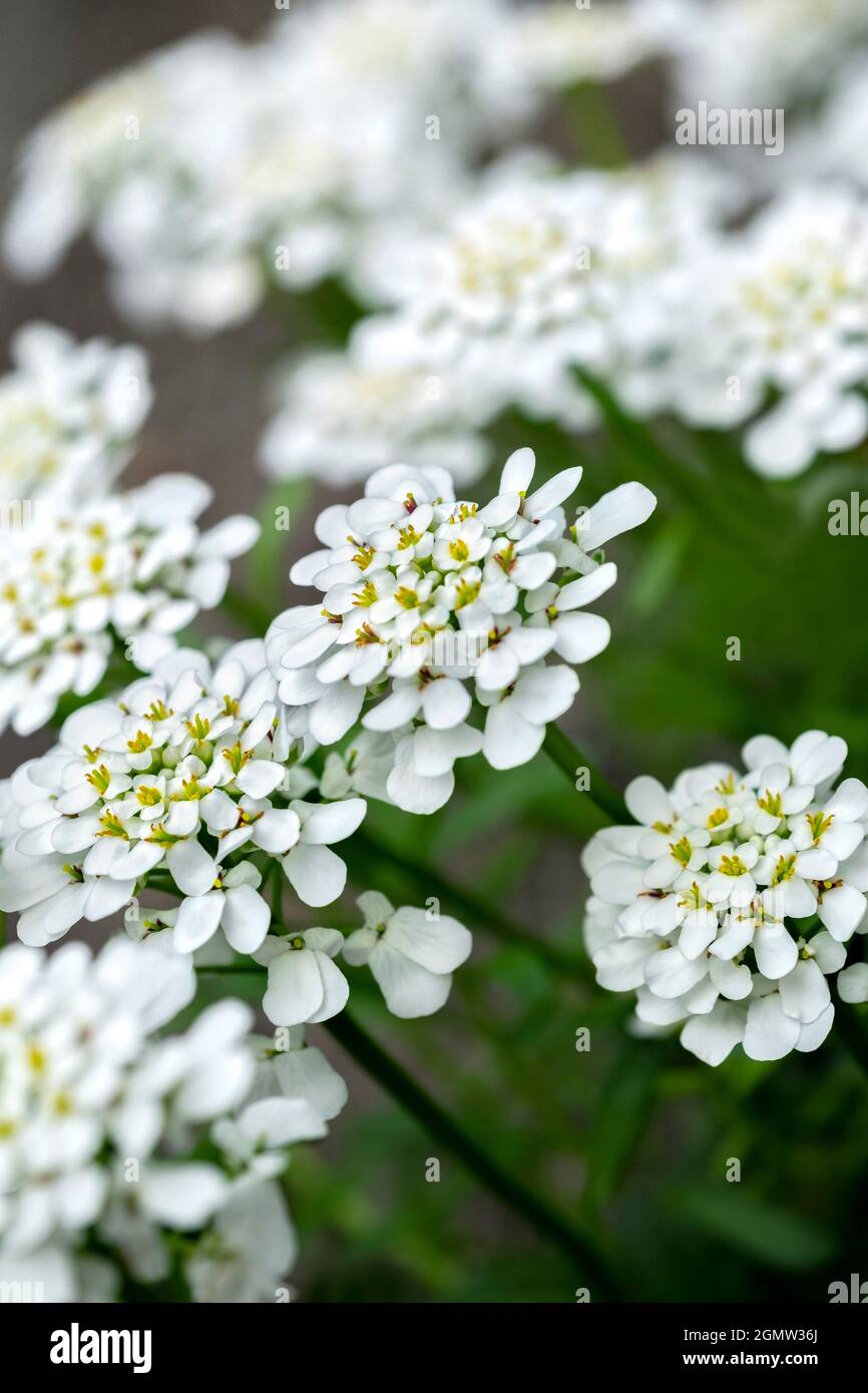 White rock cress arabis caucasica hi-res stock photography and images ...