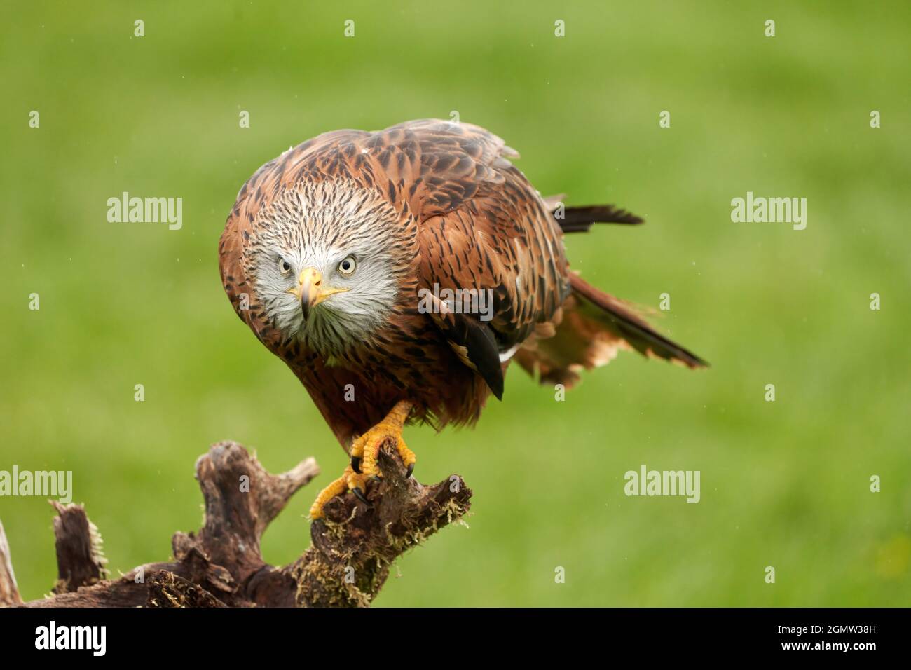Red kite, bird of prey portrait. The bird sits on a stump, looks ...