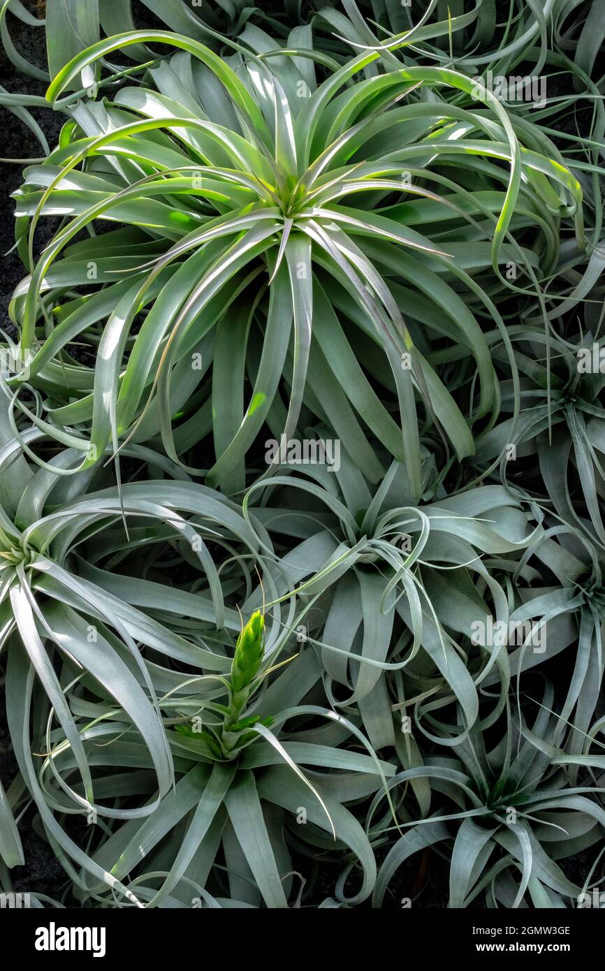 Giant airplant hi-res stock photography and images - Alamy