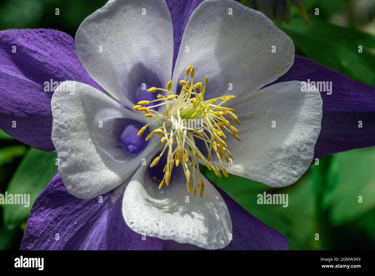 Colorado blue columbine Stock Photo - Alamy