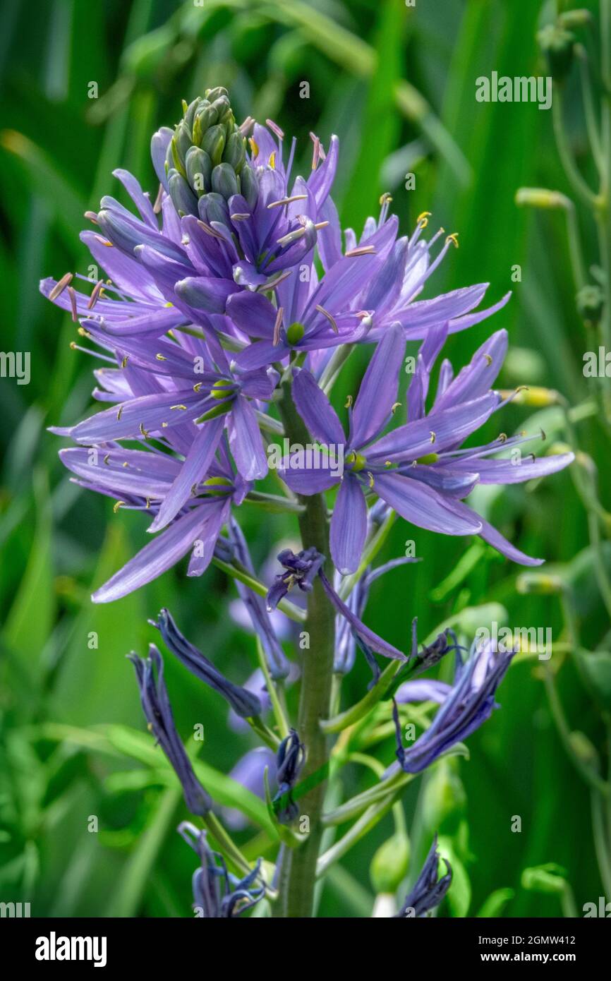 Large camas camassia leichtlinii hi-res stock photography and images ...