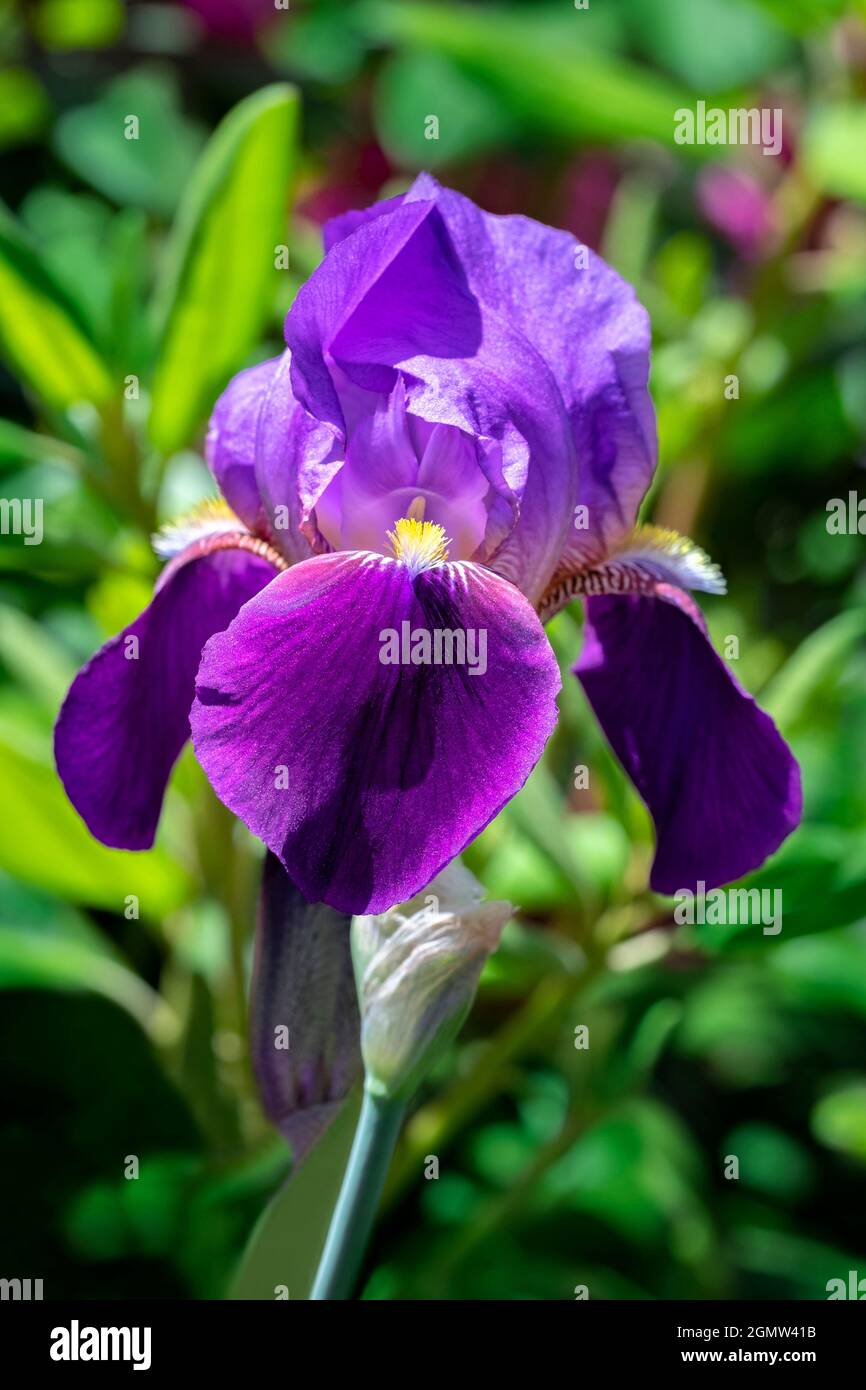 Bearded Iris, USA Stock Photo - Alamy