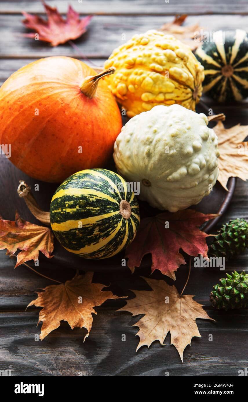 Fall composition with multi color pumpkins on rustic background Stock ...